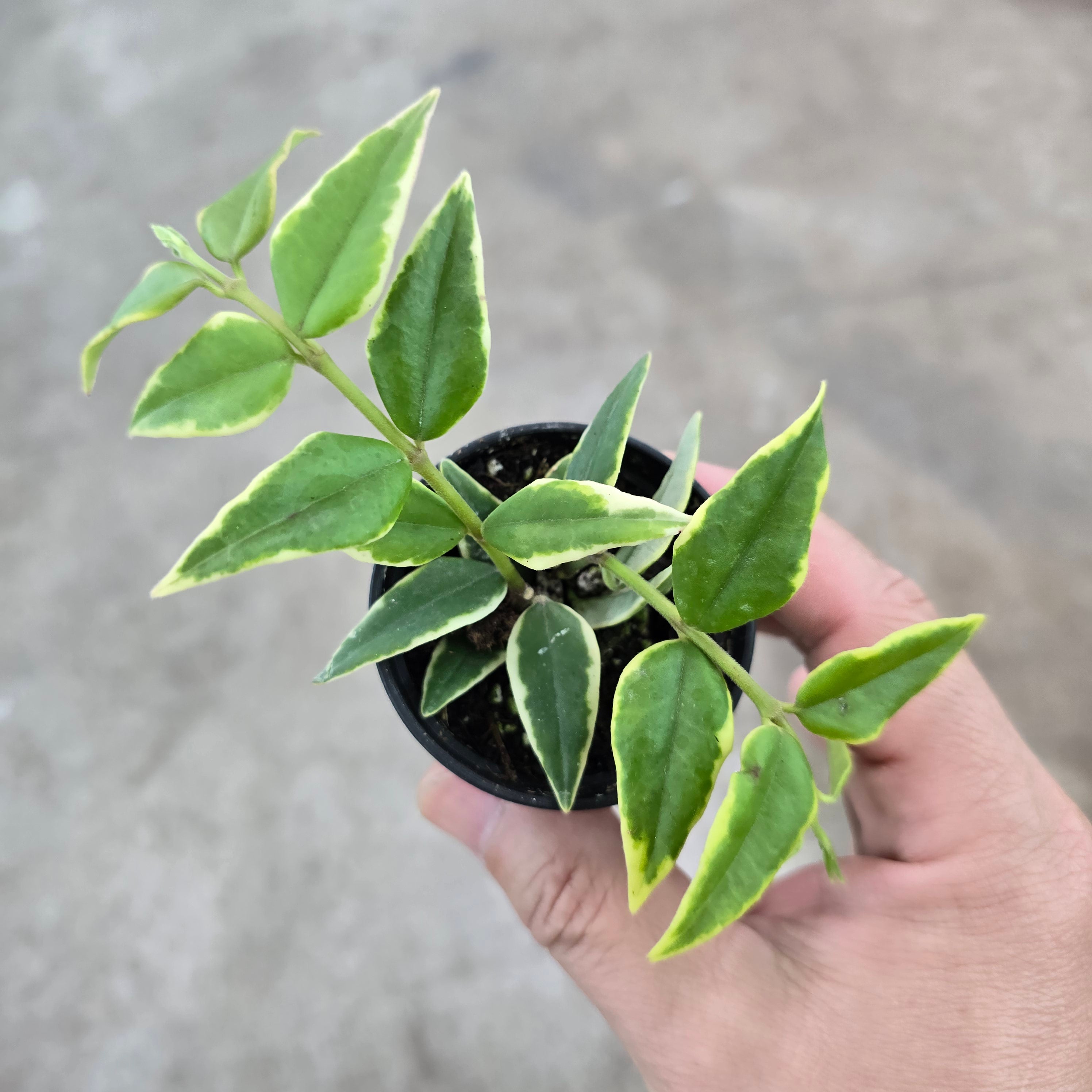 Buy Hoya Heuschkeliana Linearis - Peace Love & Happiness Club Page 3 ...