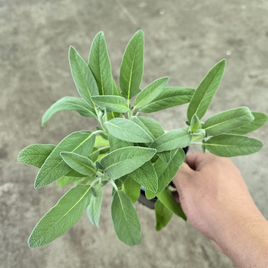 STRING - Peace, Love & Happiness Club