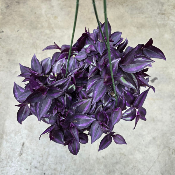 Tradescantia zebrina Red - 4" – Peace, Love & Happiness Club