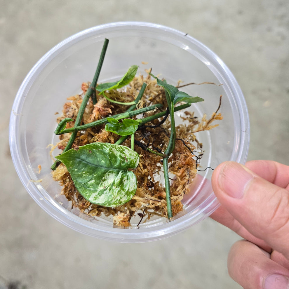 Epipremnum pinantum 'Cebu Blue Variegated' - nodes (5+) – Peace, Love ...