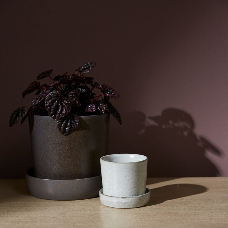 PLANT STORE - Peace, Love & Happiness Club