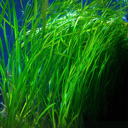 Cryptocoryne Sivadasanii - TC – Peace, Love & Happiness Club