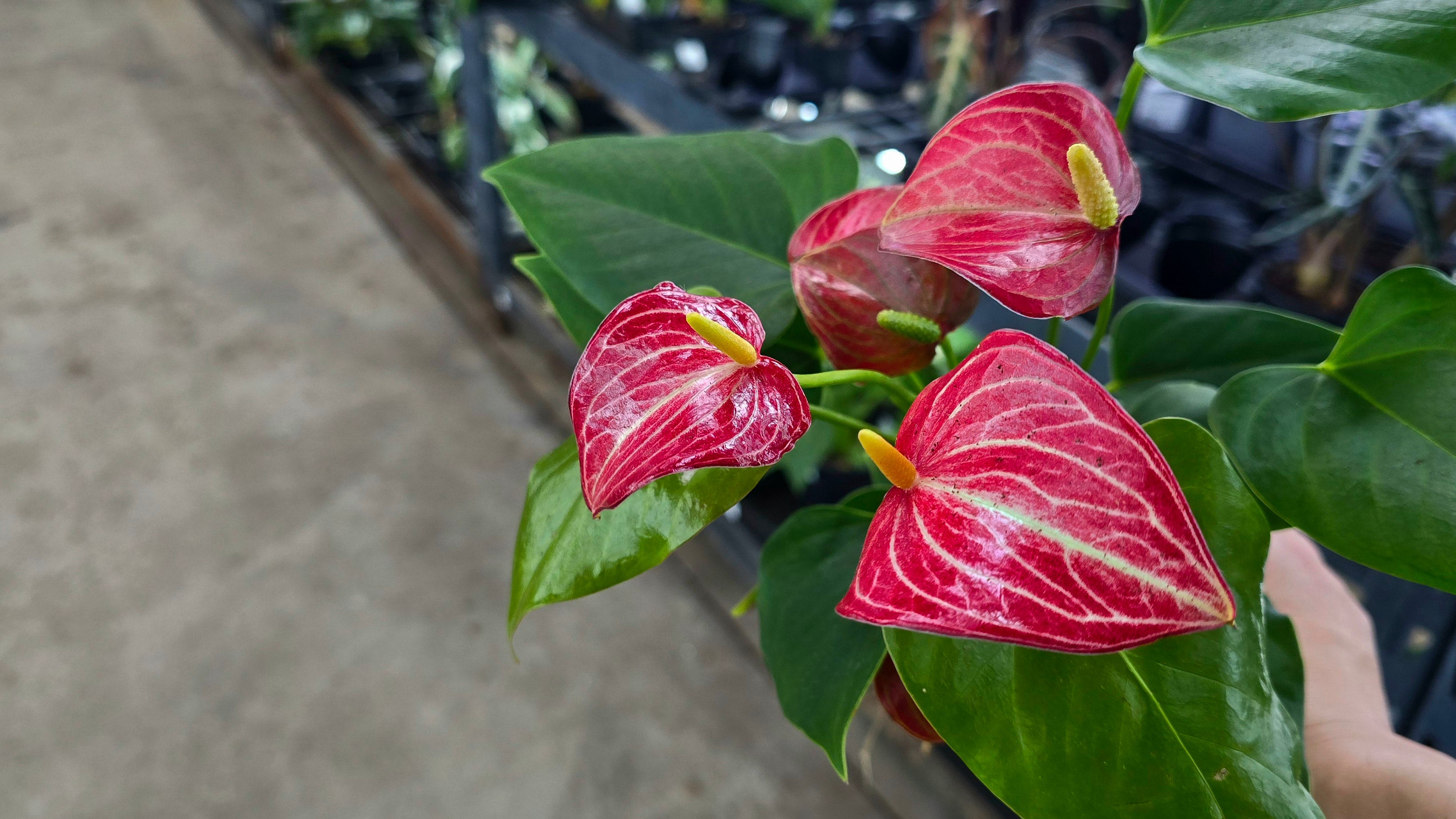 Peace, Love & Happiness Club