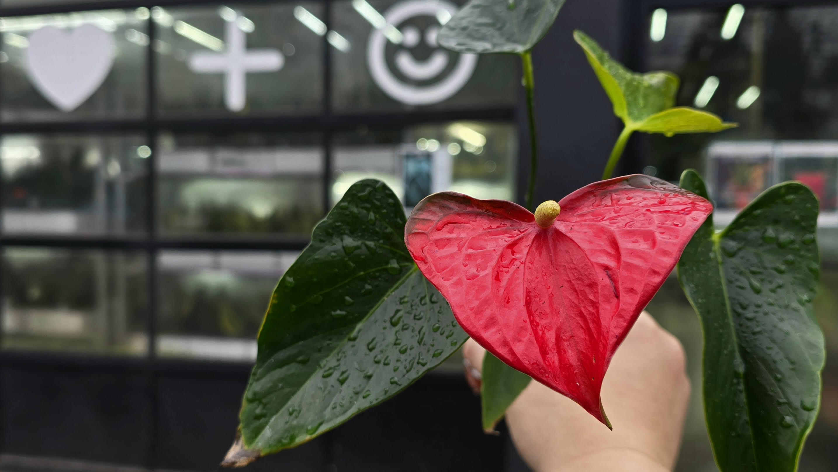 Peace, Love & Happiness Club