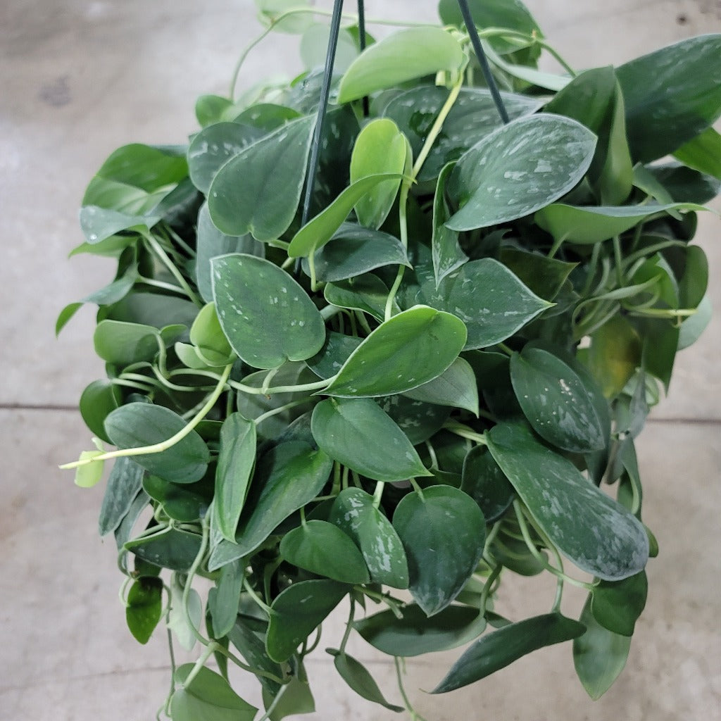 HANGING PLANTS - Peace, Love & Happiness Club