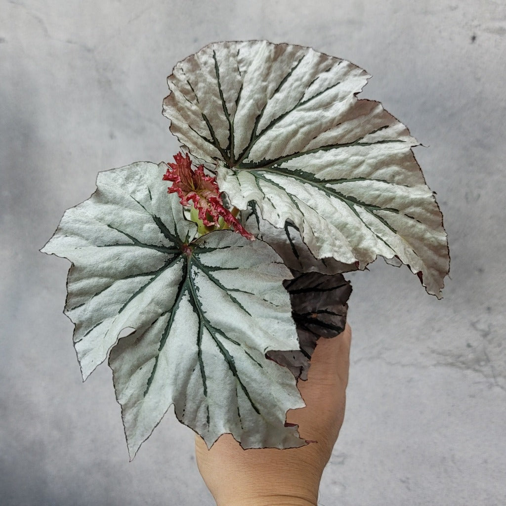 Begonia 'Looking Glass' - 6" – Peace, Love & Happiness Club