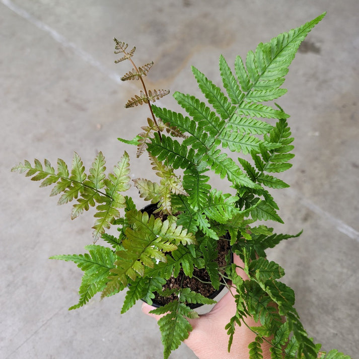 Autumn fern - 6" – Peace, Love & Happiness Club