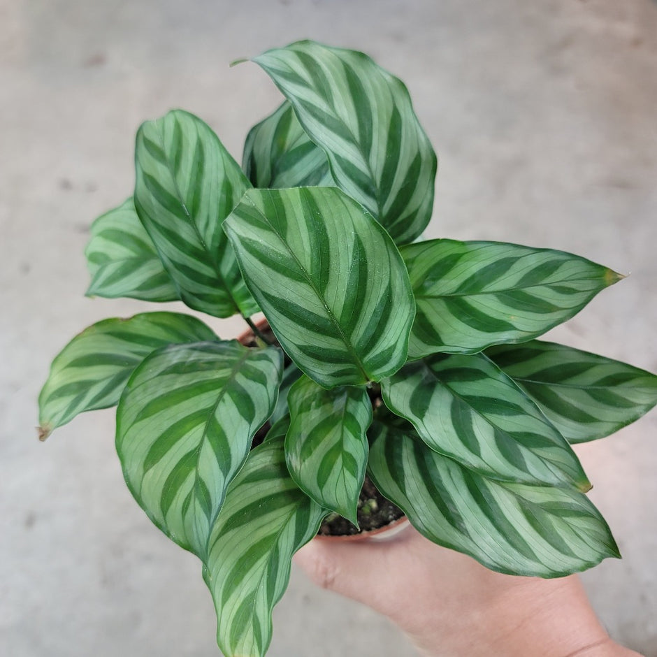 Calathea concinna - 6.5"