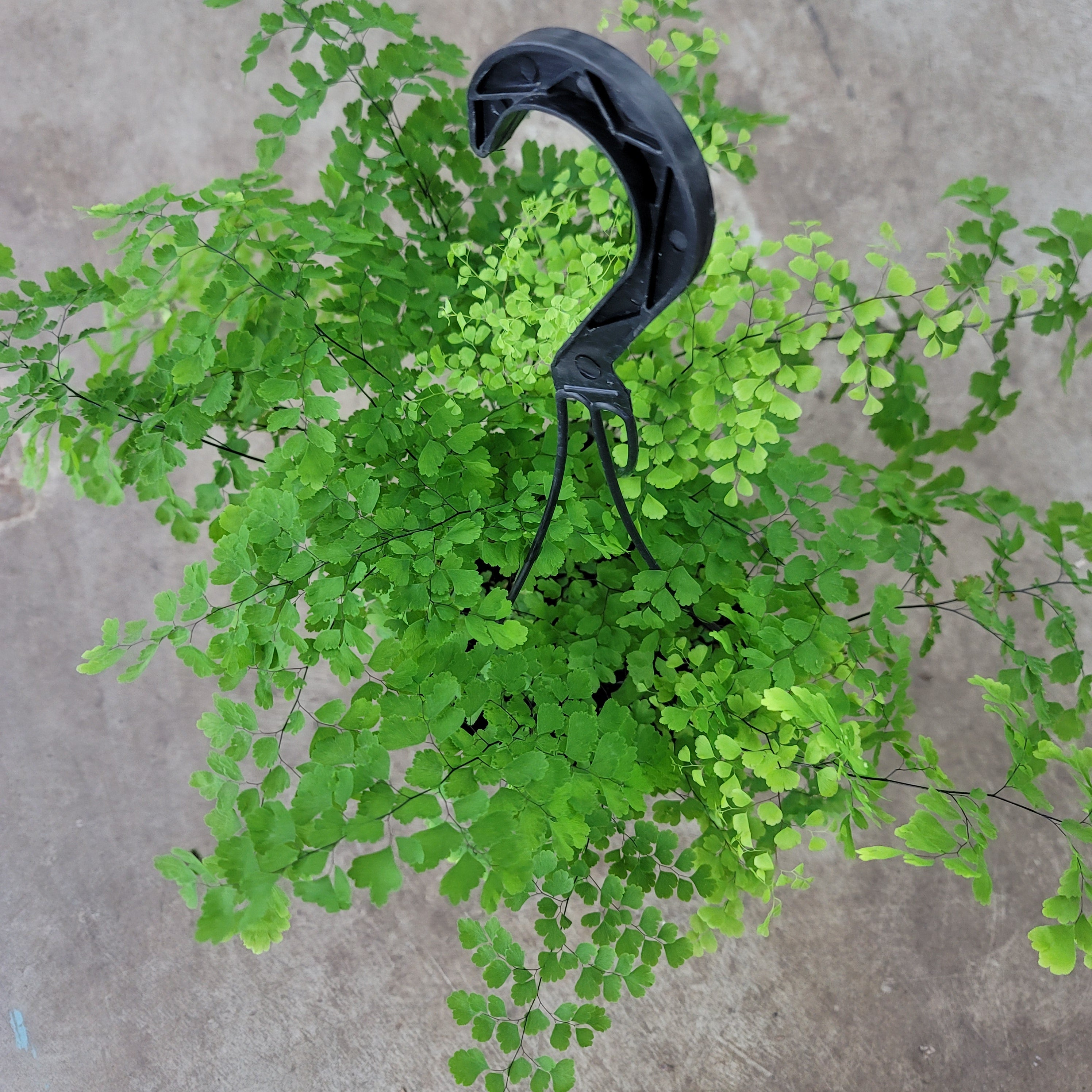 Low Light Plants Page 3 - Peace, Love & Happiness Club