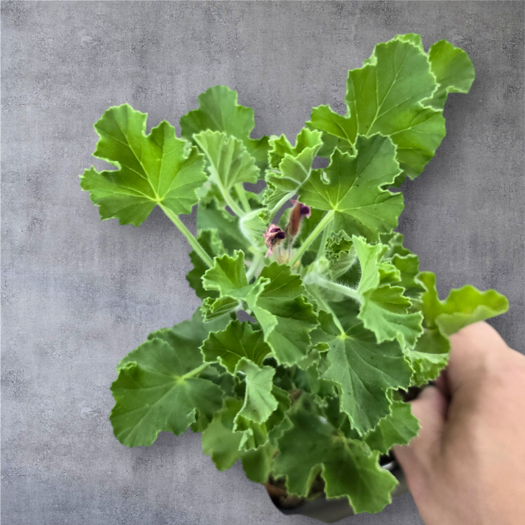 SALE Page 4 - Peace, Love & Happiness Club