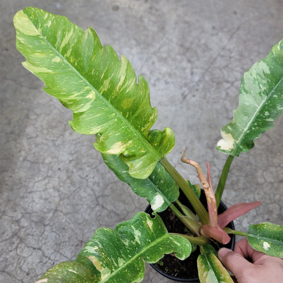 Philodendron ring of fire variegated - 6" – Peace, Love & Happiness Club