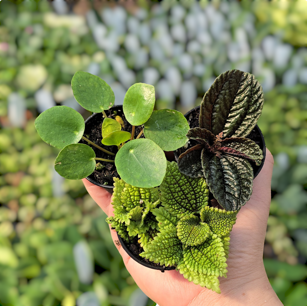 HOUSEPLANTS Page 15 - Peace, Love & Happiness Club