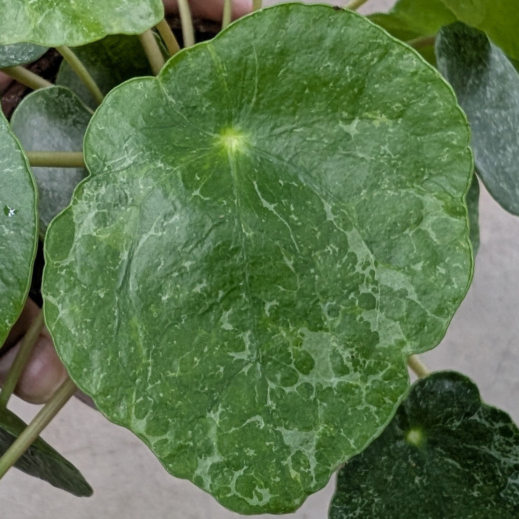Pilea peperomioides 'sugar' - 4" – Peace, Love & Happiness Club