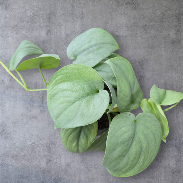 Scindapsus platinum - 6" - Peace, Love & Happiness Club