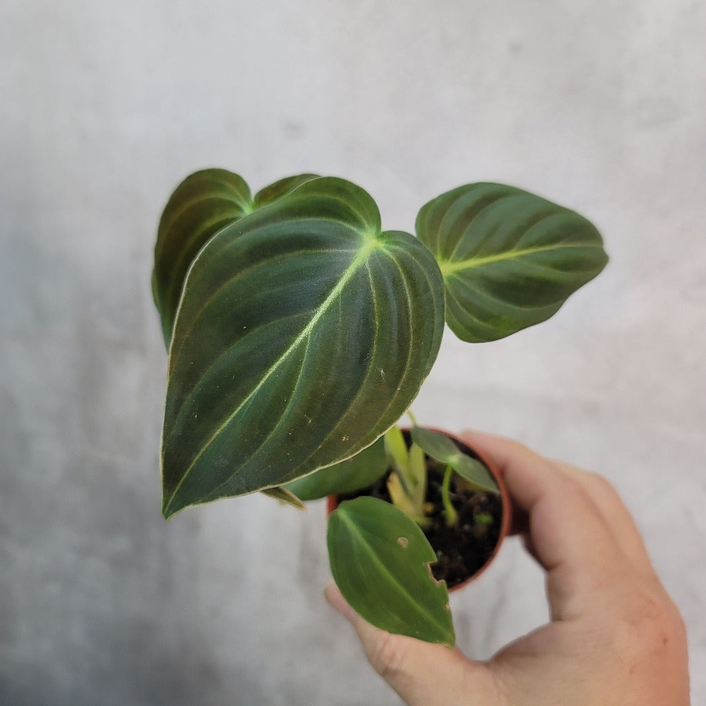 Small Plants Page 7 - Peace, Love & Happiness Club