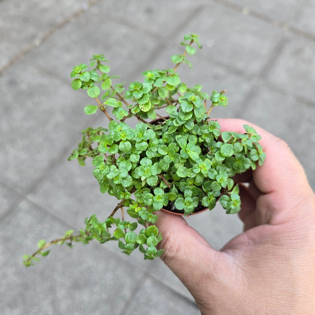 Pilea depressa 'Tiny Tears' - 2" – Peace, Love & Happiness Club