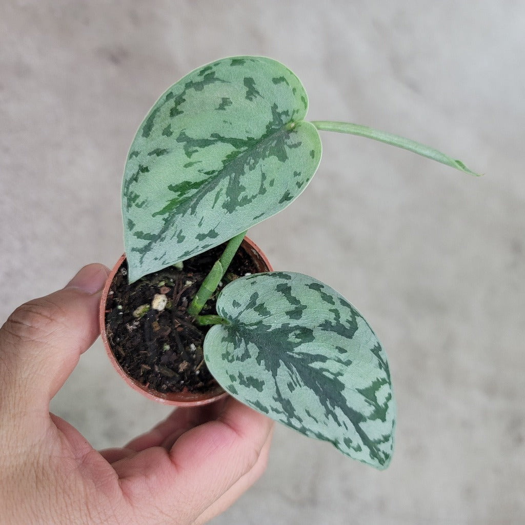 Scindapsus Jade Satin Plant for Sale - Peace Love & Happiness Club Page ...