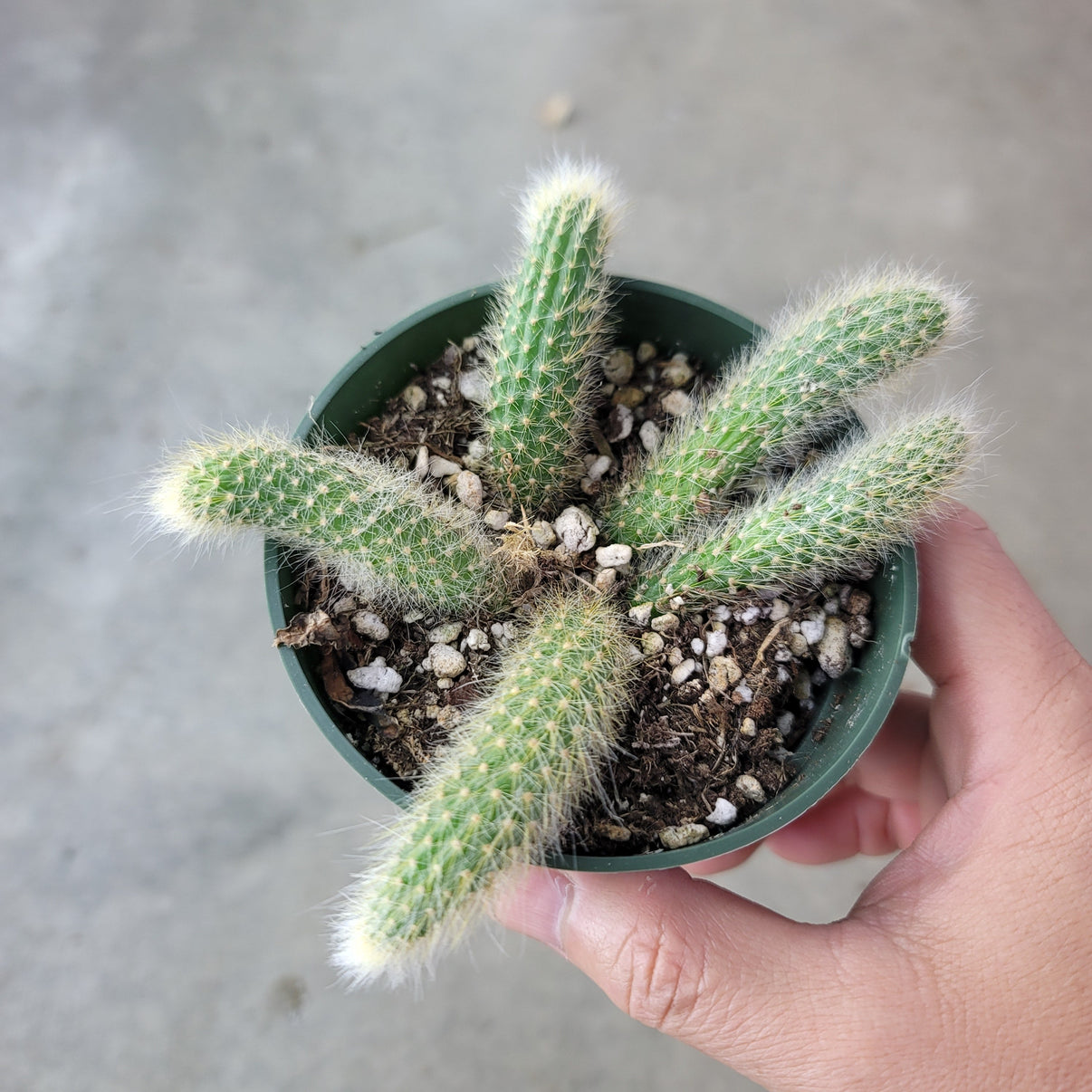 Monkey's Tail Cactus - 4" – Peace, Love & Happiness Club