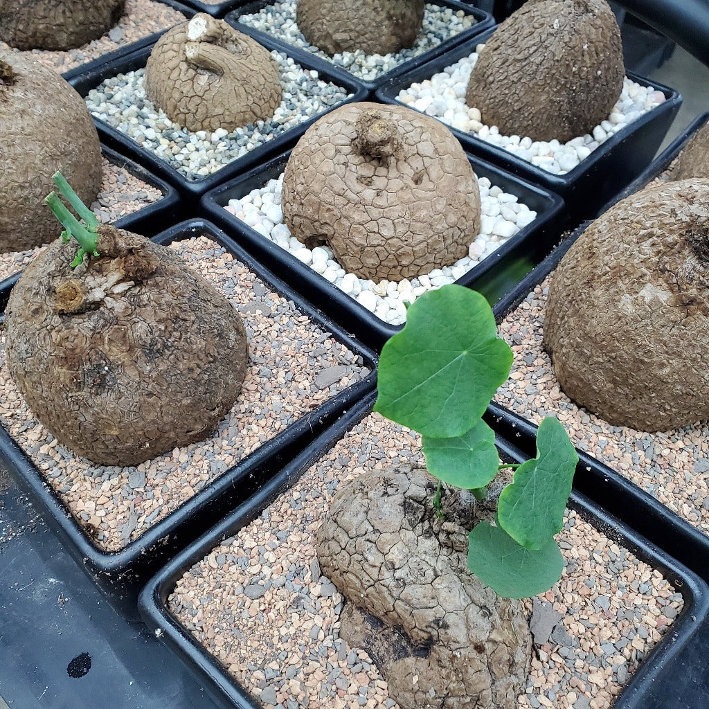 Stephania Erecta Houseplant for Sale - Peace Love & Happiness Club ...