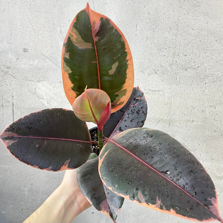 Ficus decora 'Ruby'-4" – Peace, Love & Happiness Club